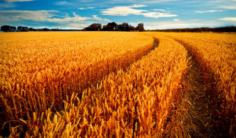 30 Indigenous Crops for Food Security | Matter of Trust Archive