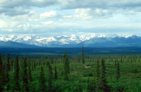 30 Fascinating Facts About the Boreal Forest | Matter of Trust Archive